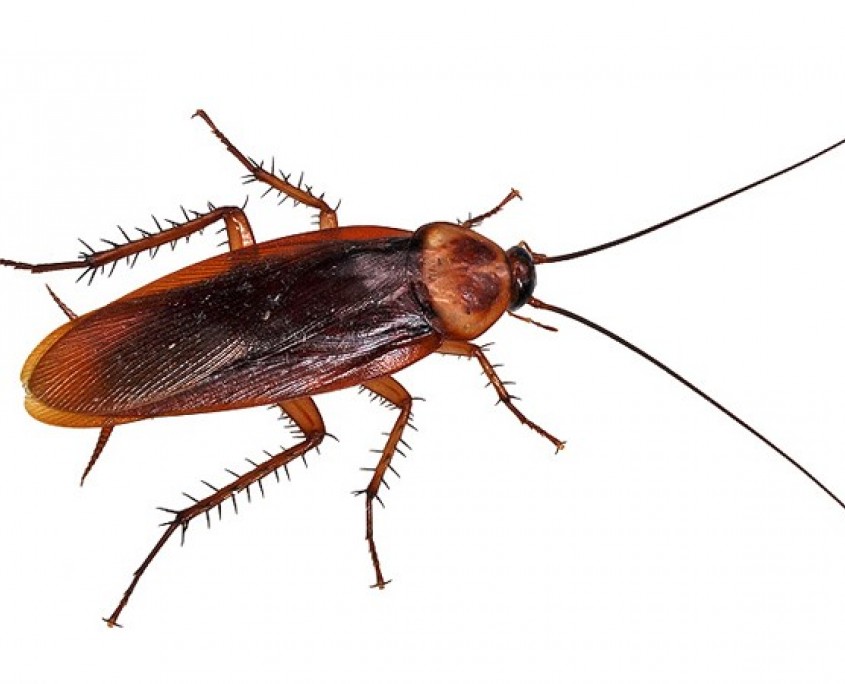 Controle de Baratas | A Preventiva